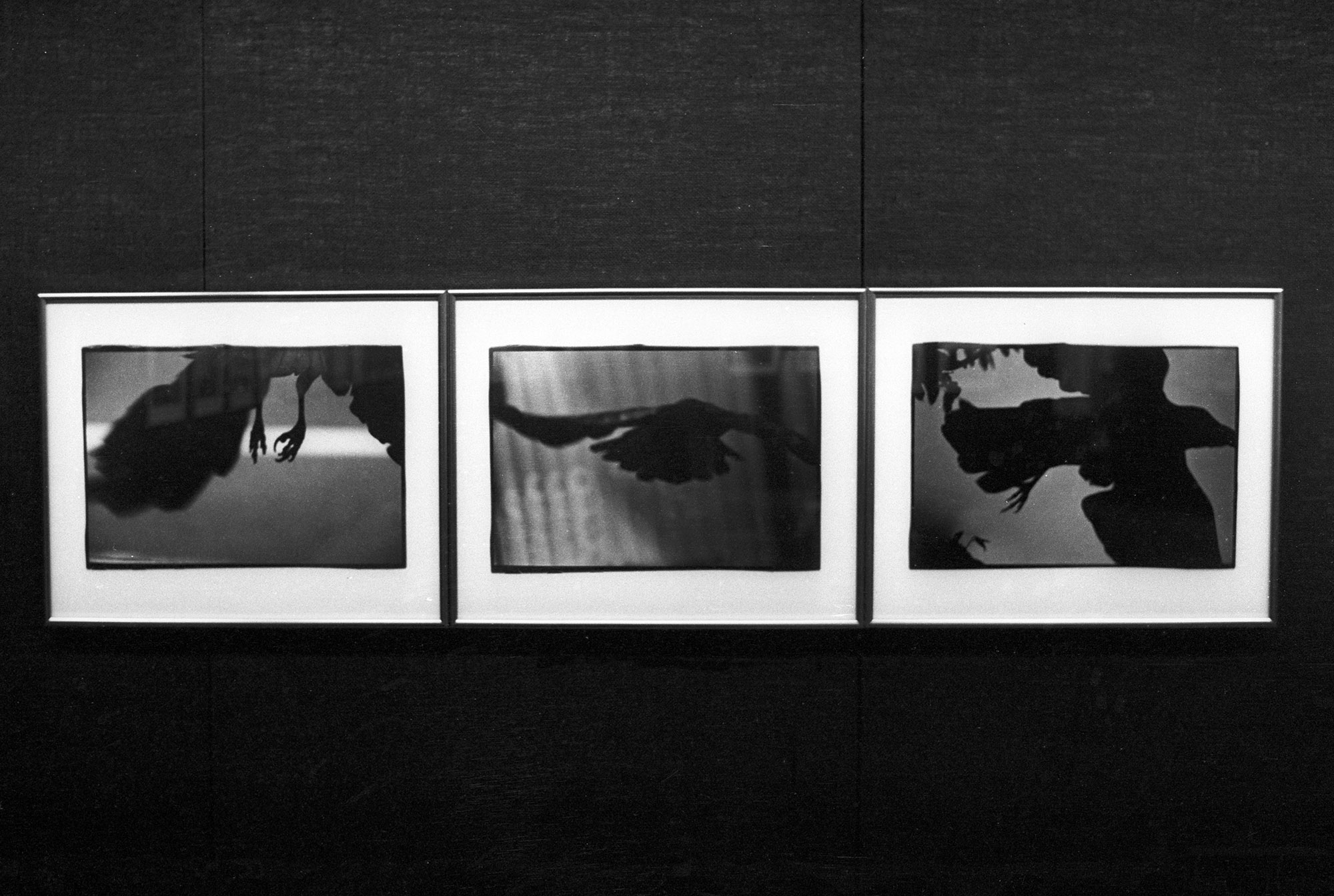 Ravens: Last Episode, 1982 - Masahisa Fukase Archives